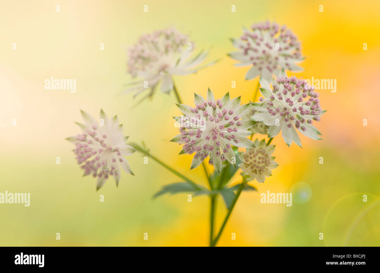 Astrantia major flowers - Masterwort with Sun Flare/ Lens Flare Stock ...