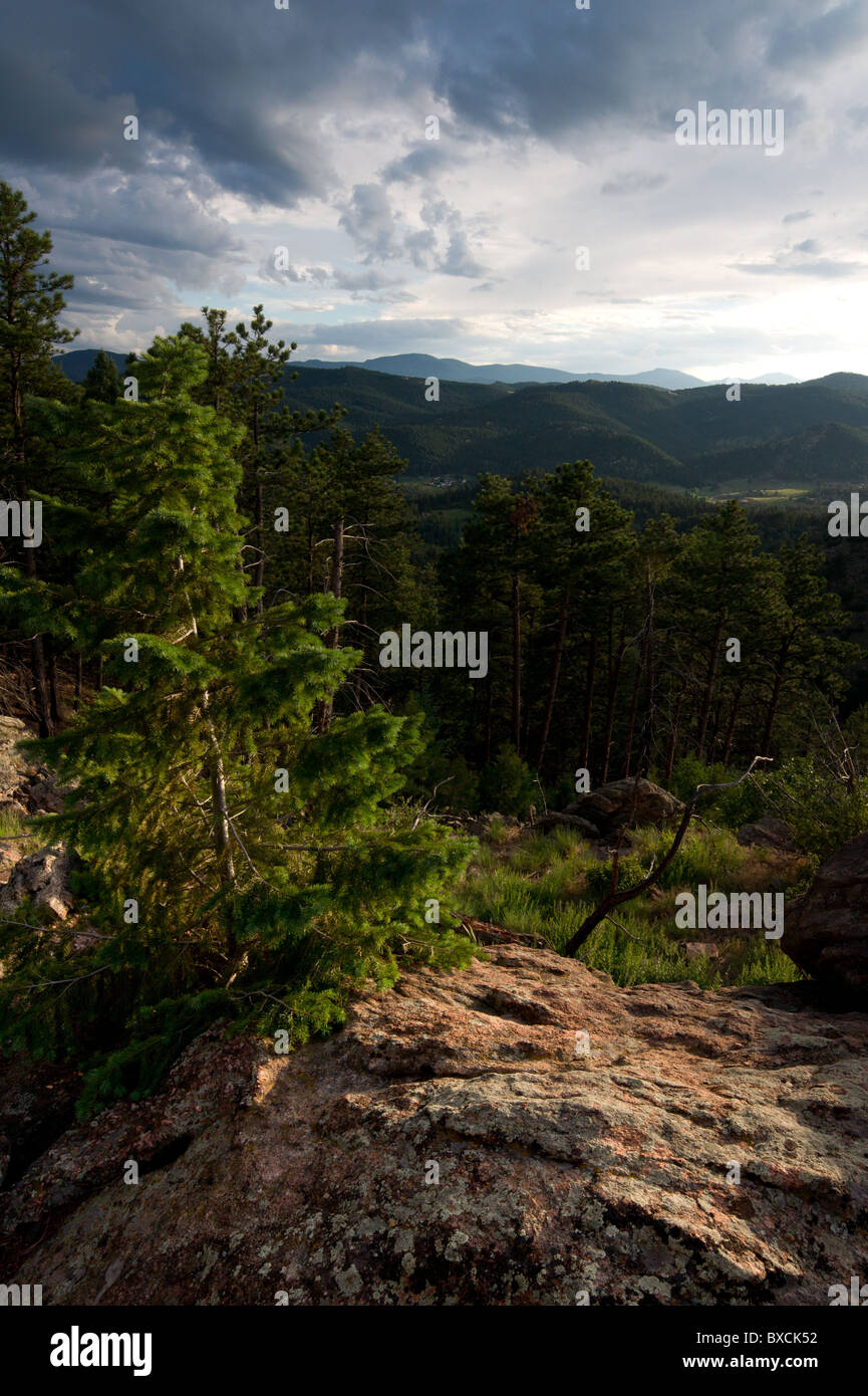 Evergreen forest landscape of the Colorado mountains Stock Photo - Alamy