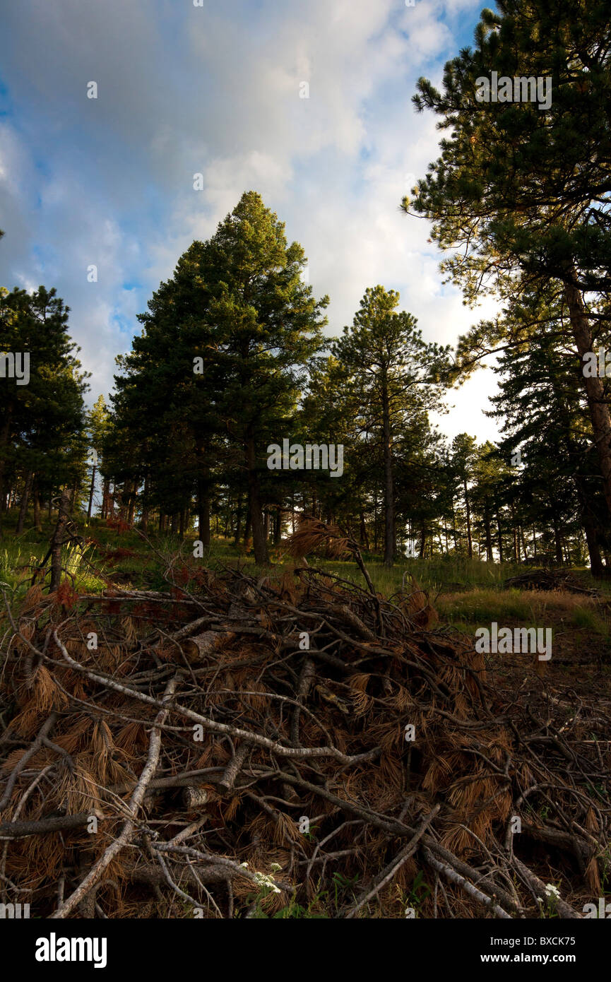 Evergreen colorado hi-res stock photography and images - Alamy
