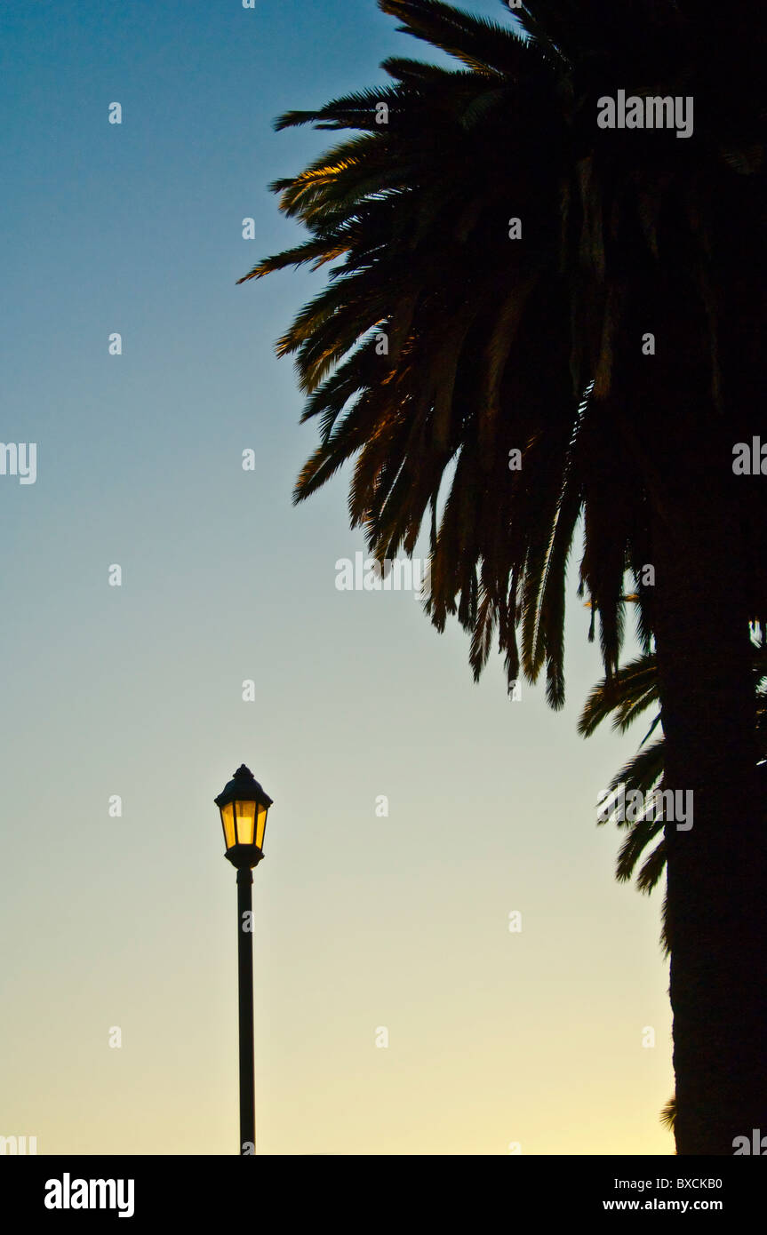 Palm tree lamp post hi-res stock photography and images - Alamy