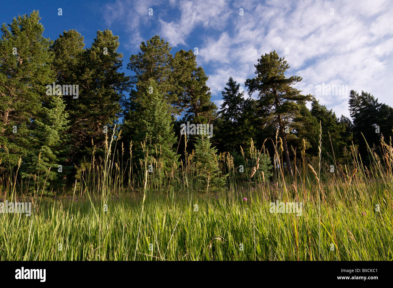 Evergreen forest landscape of the Colorado mountains Stock Photo - Alamy