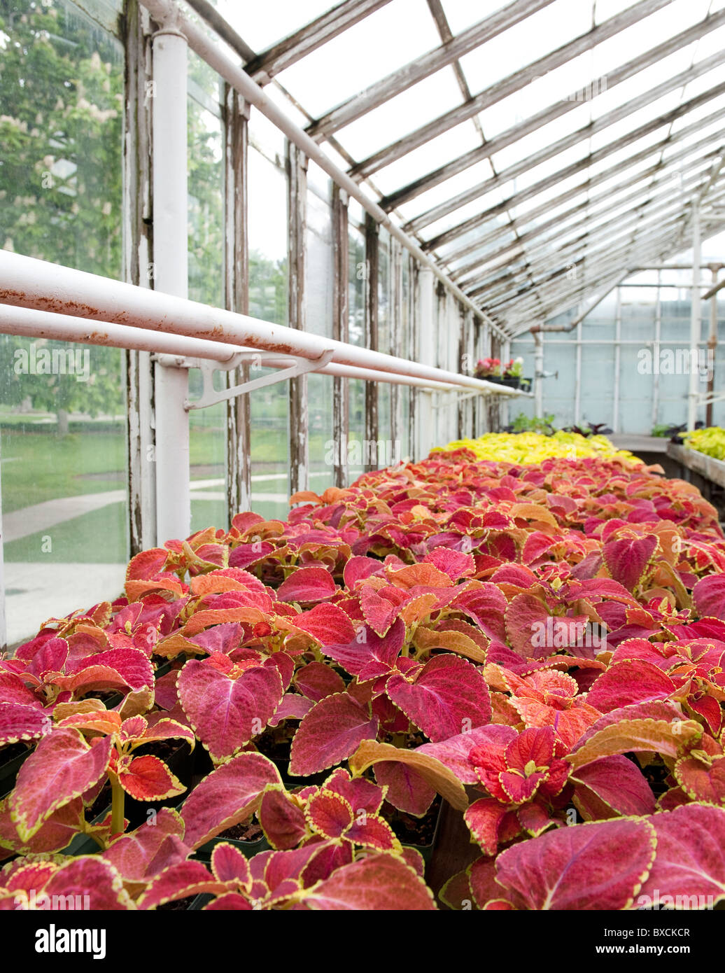 Coleus plants in a public park greenhouse Stock Photo - Alamy