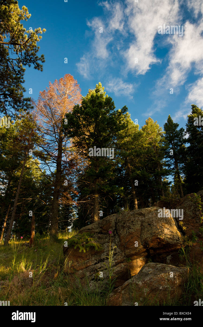 Evergreen forest landscape of the Colorado mountains Stock Photo - Alamy