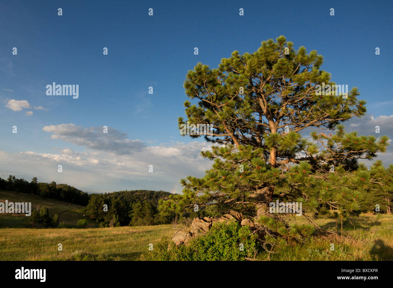 Evergreen forest landscape of the Colorado mountains Stock Photo - Alamy