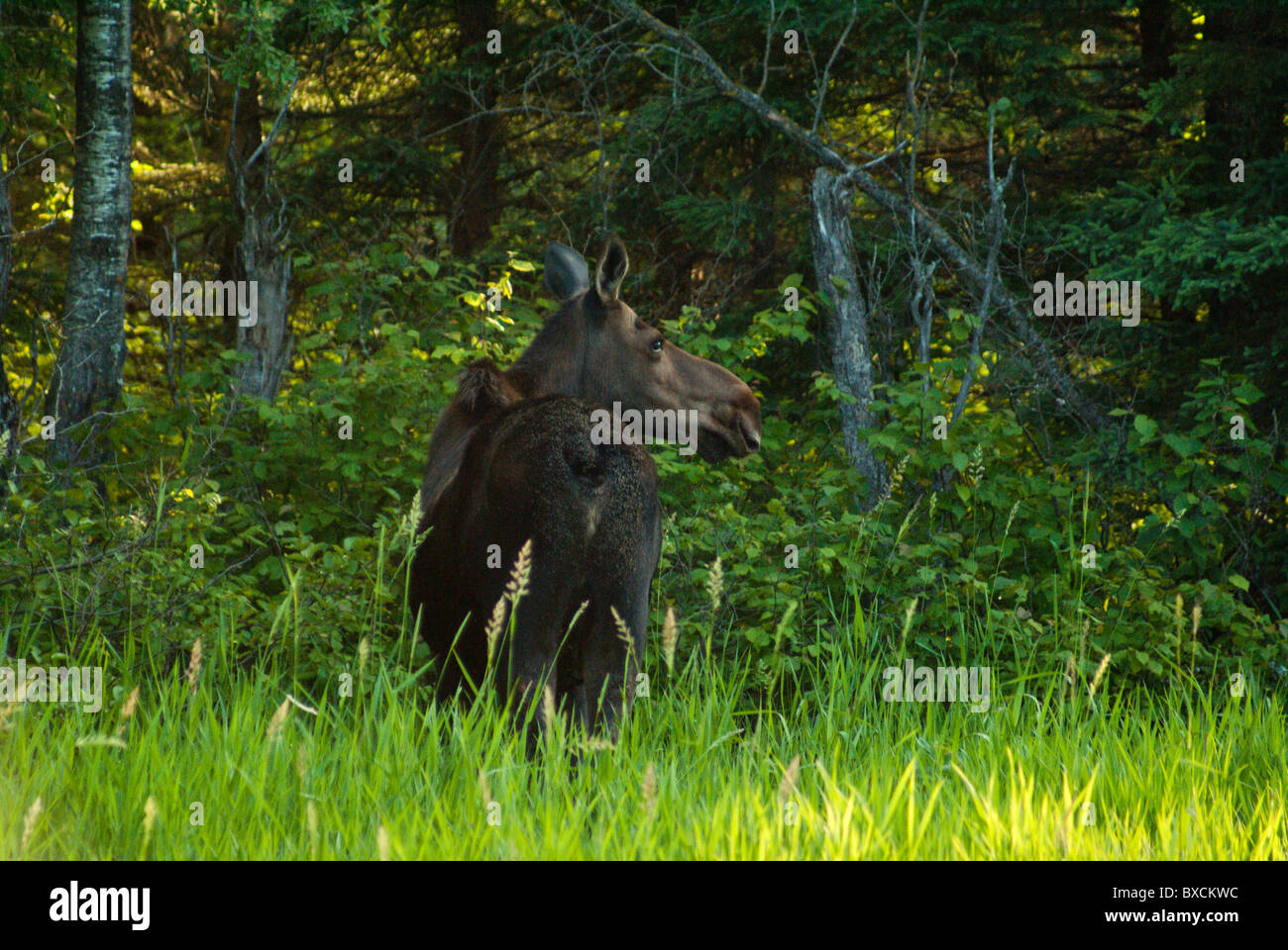 Riding moose hi-res stock photography and images - Alamy