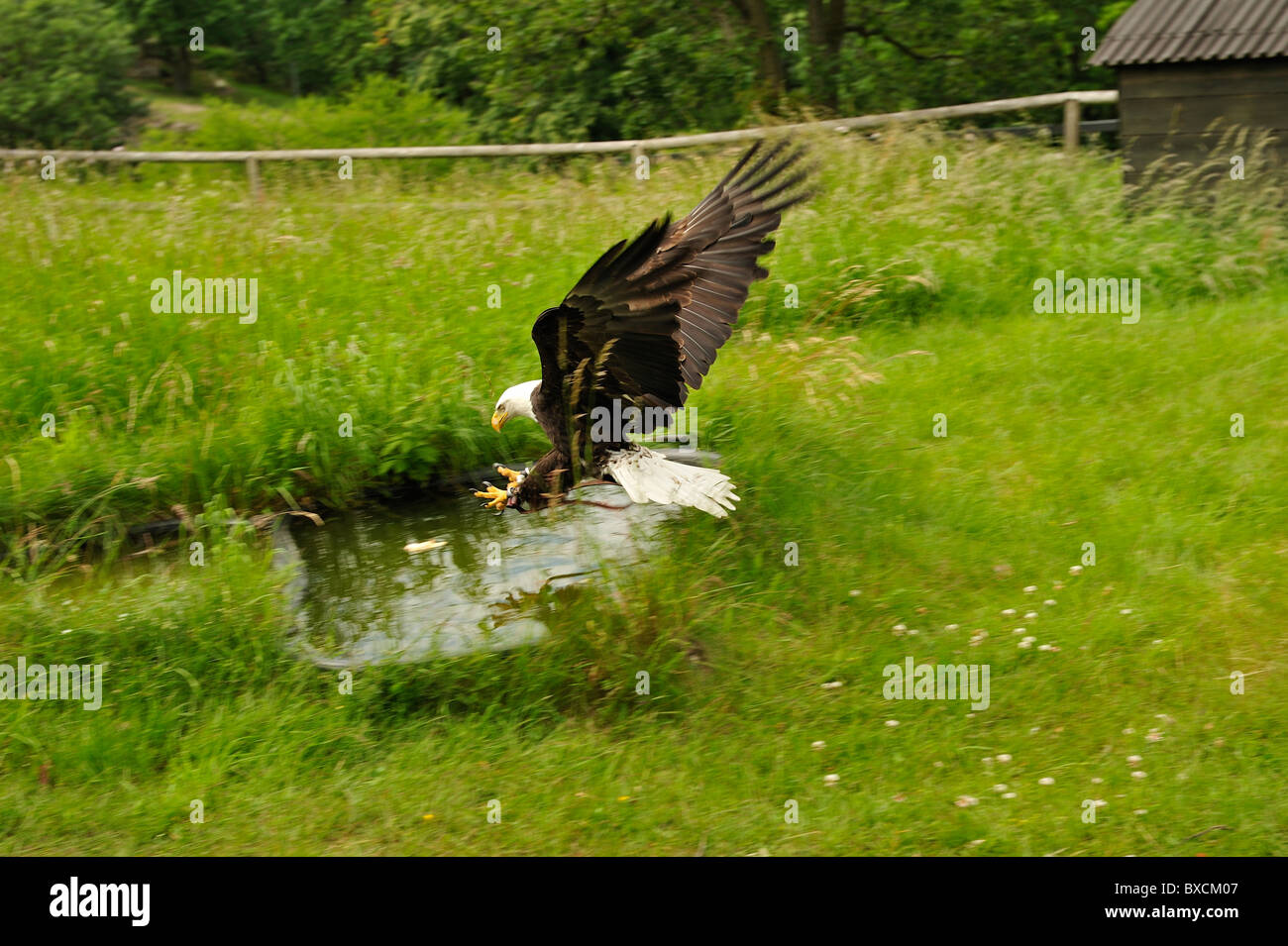 Bald eagle hunting for fish Stock Photo - Alamy