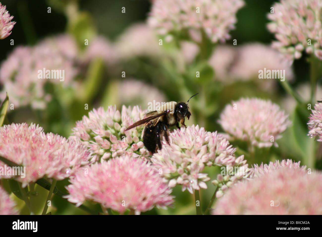 Bee pollinating flowers Stock Photo - Alamy