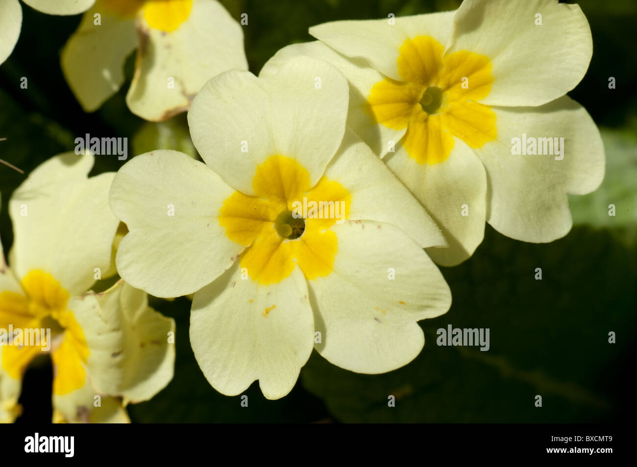 Wild primrose hi-res stock photography and images - Alamy
