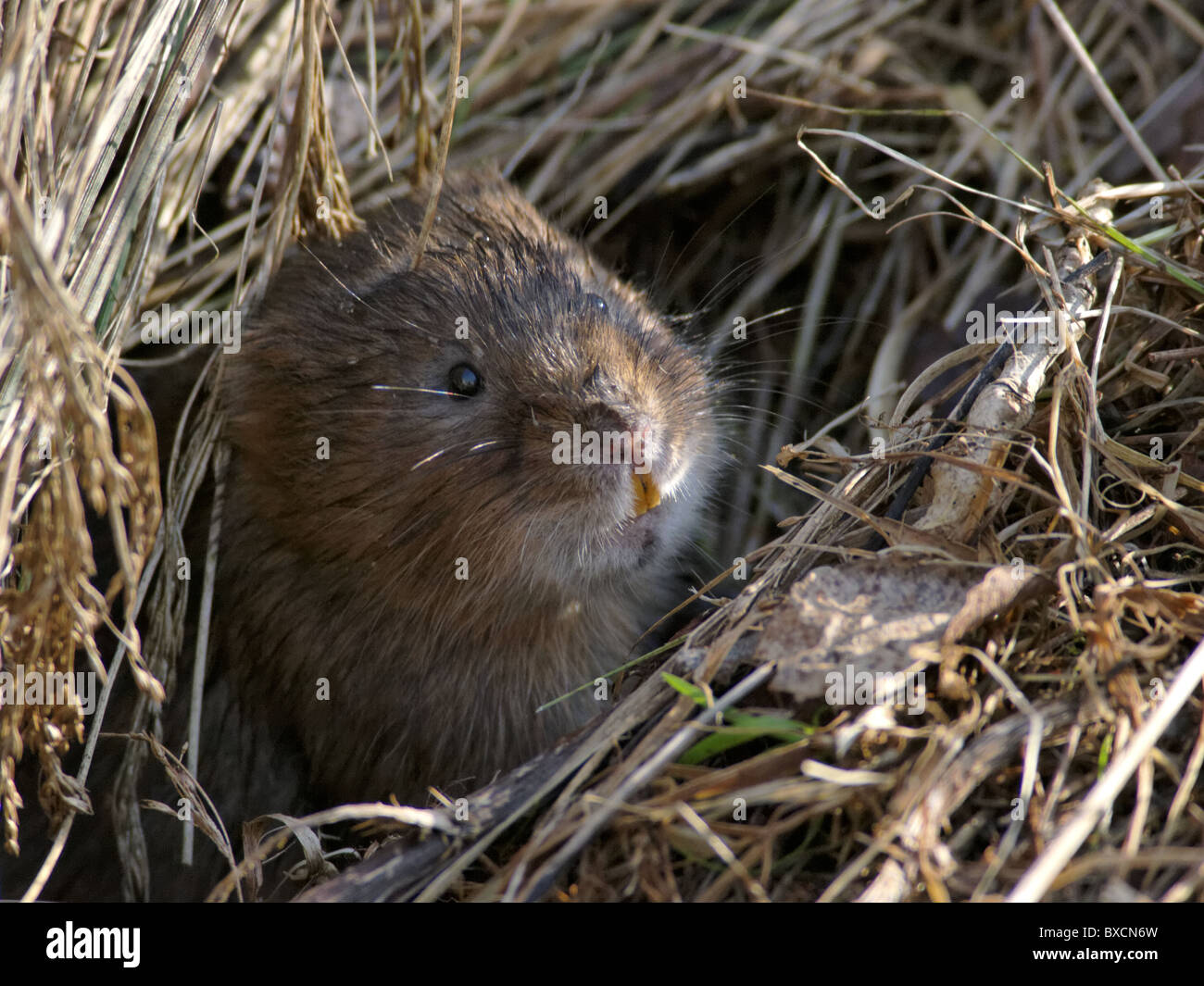 Water vole grass hi-res stock photography and images - Alamy