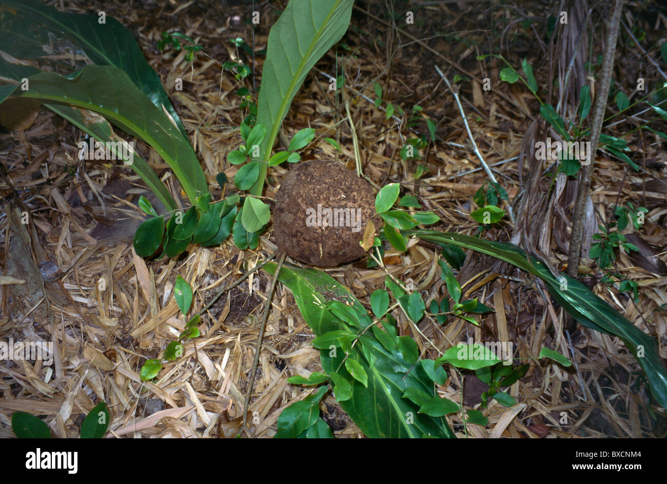 Tobago Termites In Rainforest Stock Photo - Alamy
