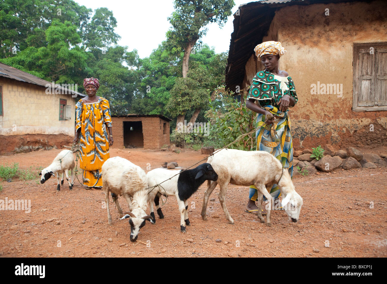 Women walk with their sheep through the town of Port Loko, Sierra Leone ...