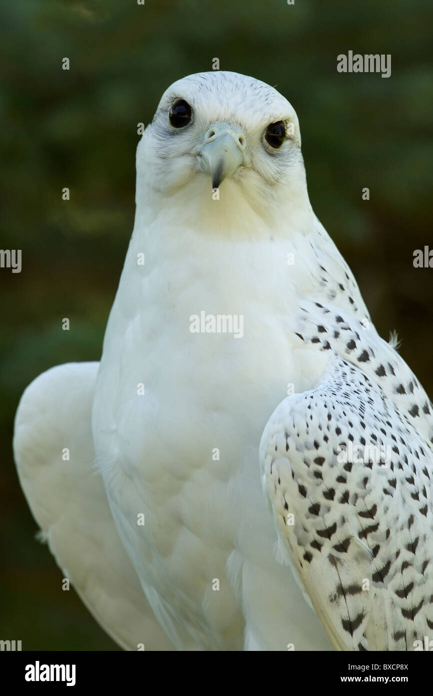 Largest falcon hi-res stock photography and images - Alamy