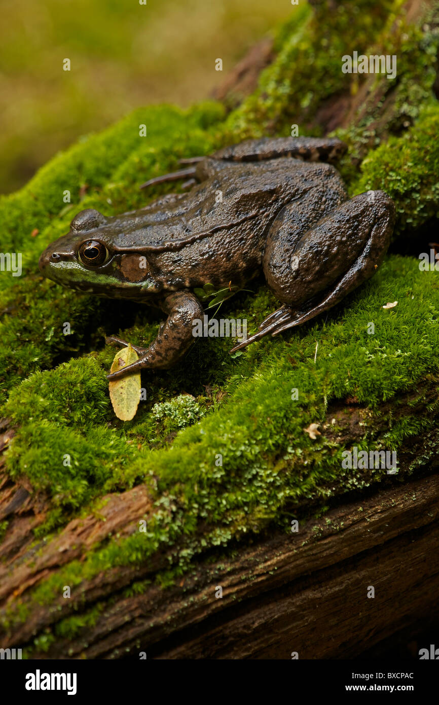 Green Frog (Rana clamitans) - On log with moss - New York - USA Stock ...
