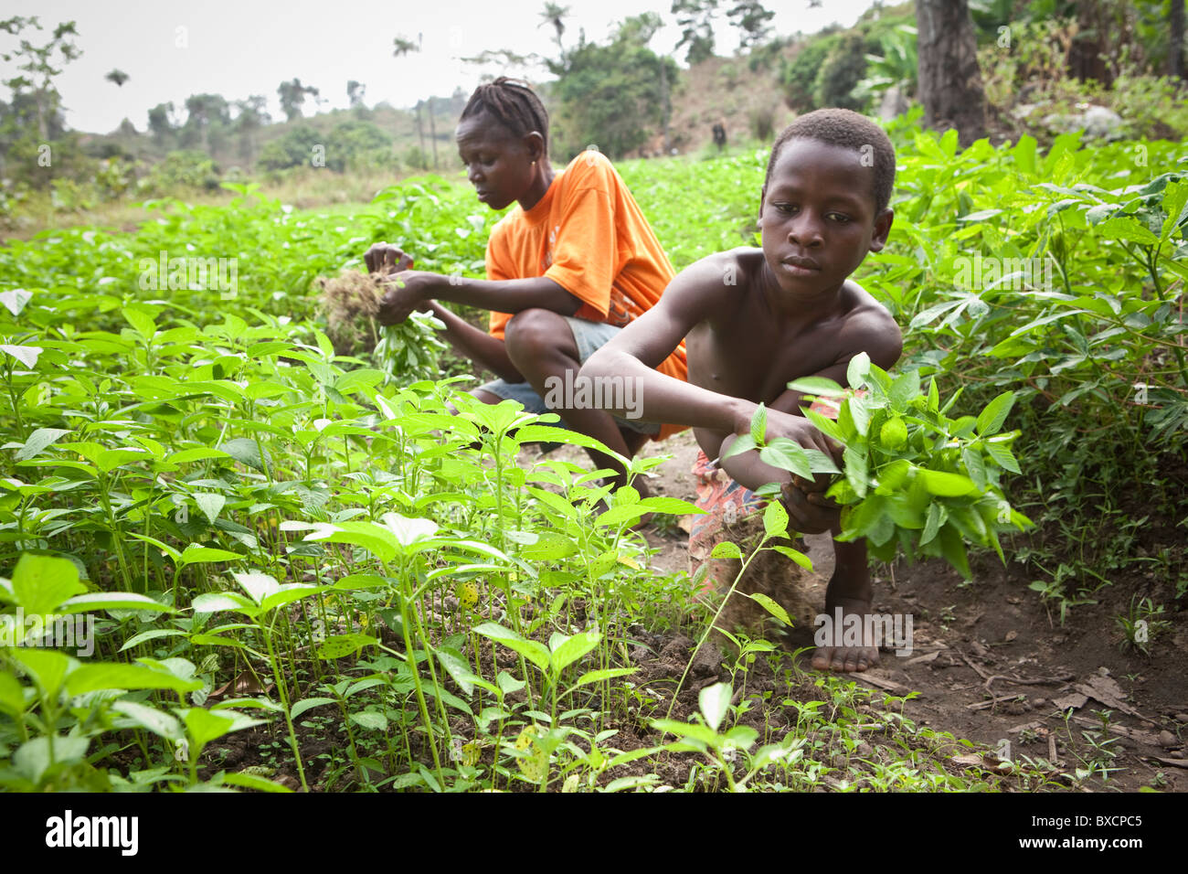 Village greens hi-res stock photography and images - Alamy