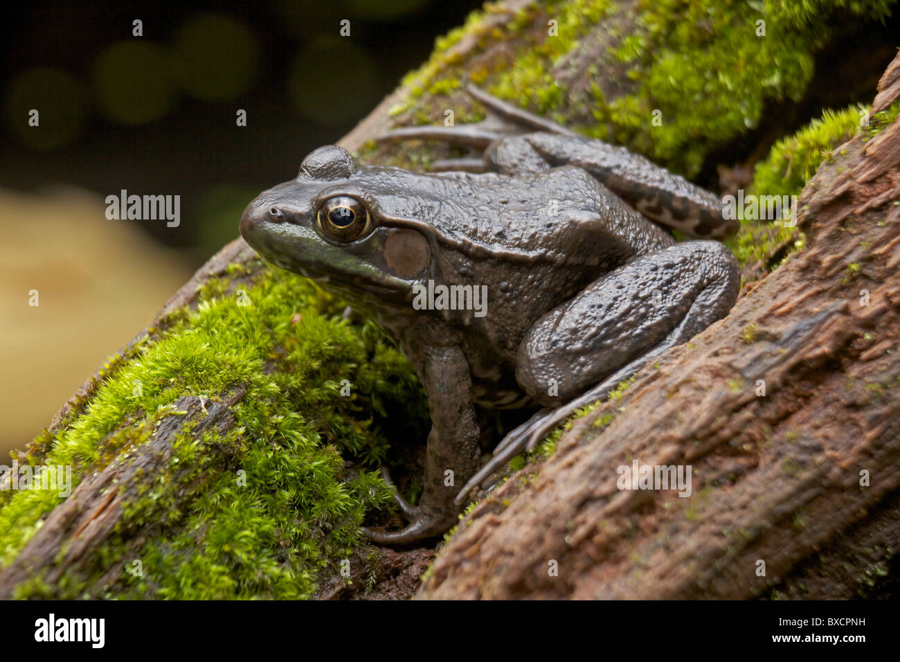 Green Frog (Rana clamitans) - On log with moss - New York - USA Stock ...