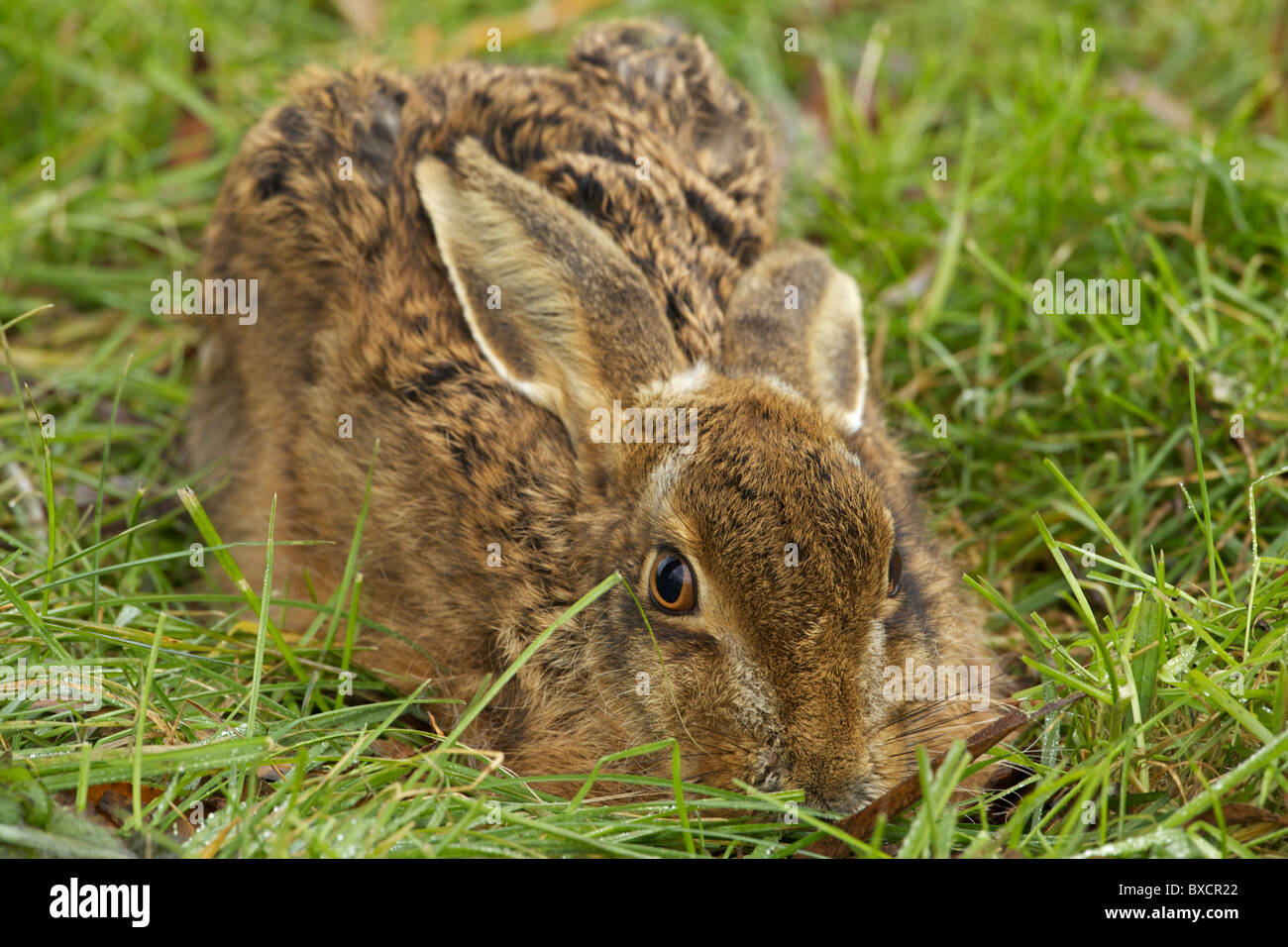 Brown Hare (Lepus europaeus) - UK - in its form or flattened nest of ...