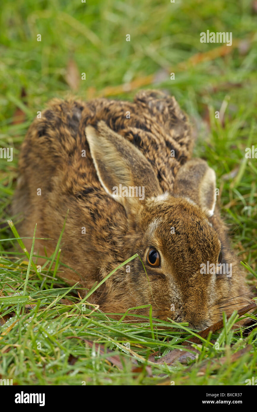 Hares form hi-res stock photography and images - Alamy