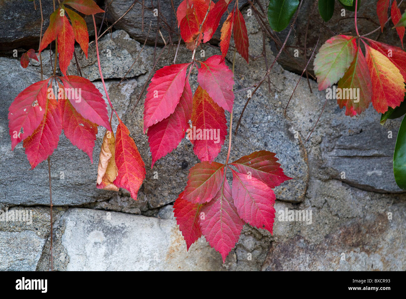 Wallrock hi-res stock photography and images - Alamy