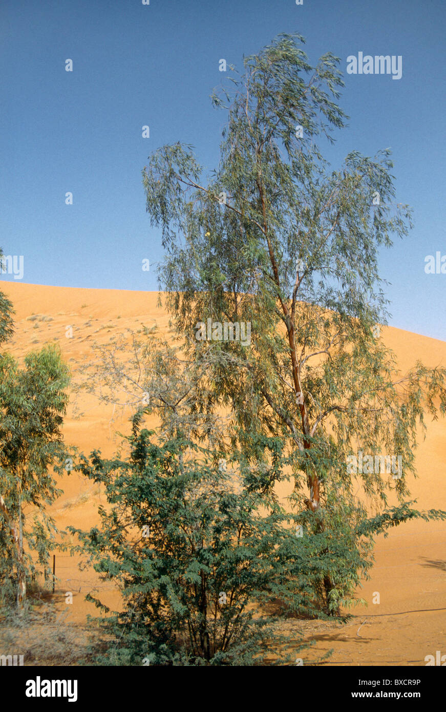 Abu Dhabi UAE Al Ain Rub' Al Khali Desert Tree Stock Photo - Alamy