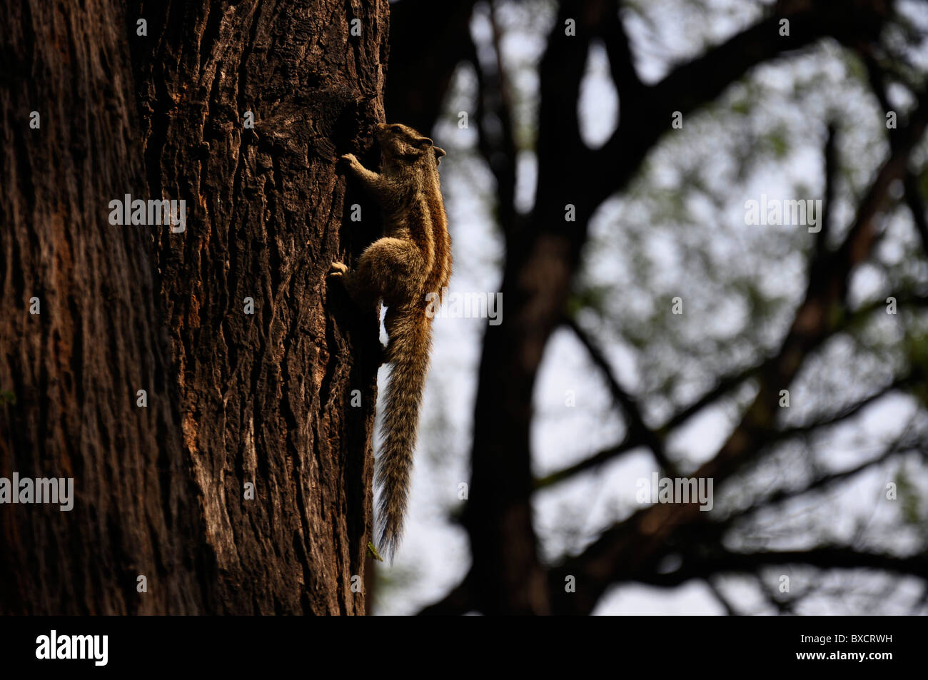 A squirrel climbing a tree hi-res stock photography and images - Alamy