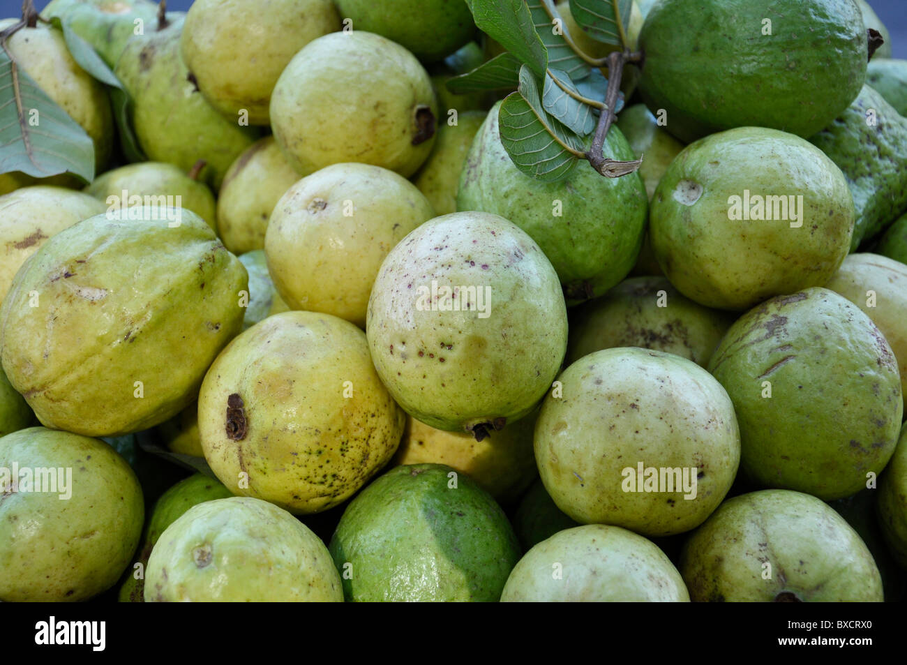 Guavas fruits hi-res stock photography and images - Alamy
