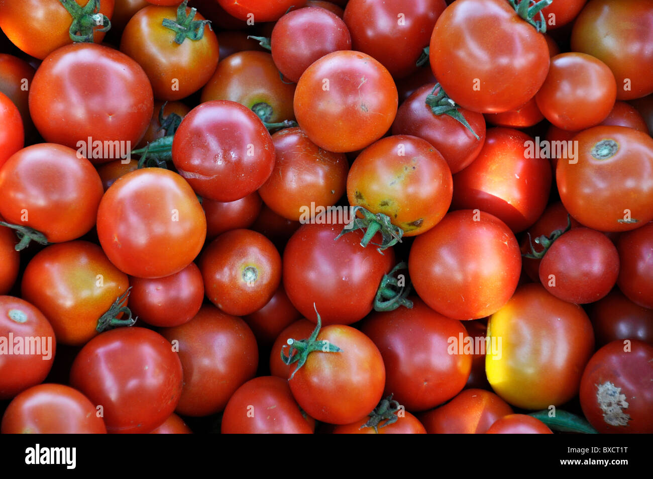 Tomato farming india hi-res stock photography and images - Alamy