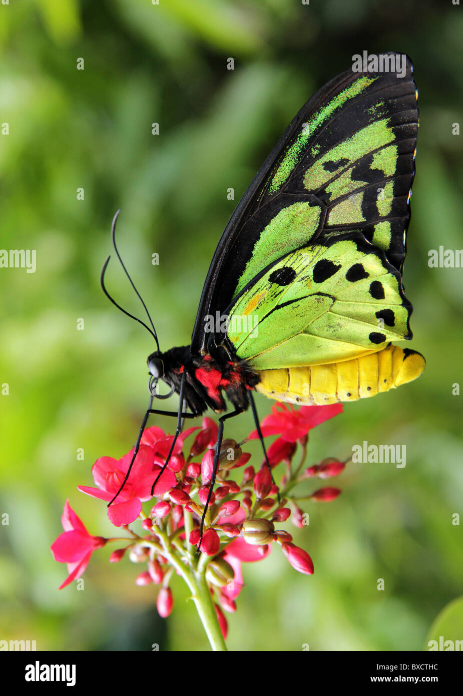 Queen Alexandra Birdwing Butterfly Facts