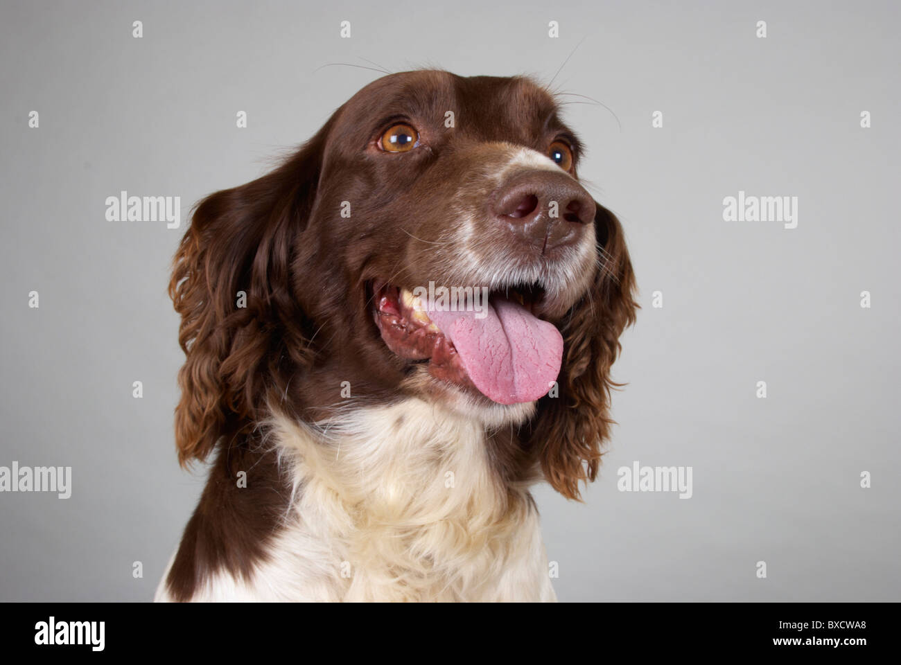 English springer spaniel (a working gun dog Stock Photo - Alamy