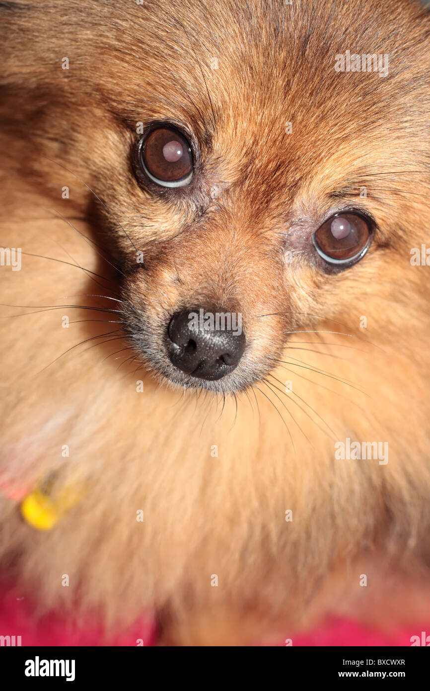 Curious Dog's Face Stock Photo - Alamy