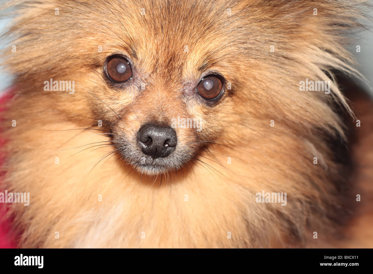 Pomeranian face hi-res stock photography and images - Alamy