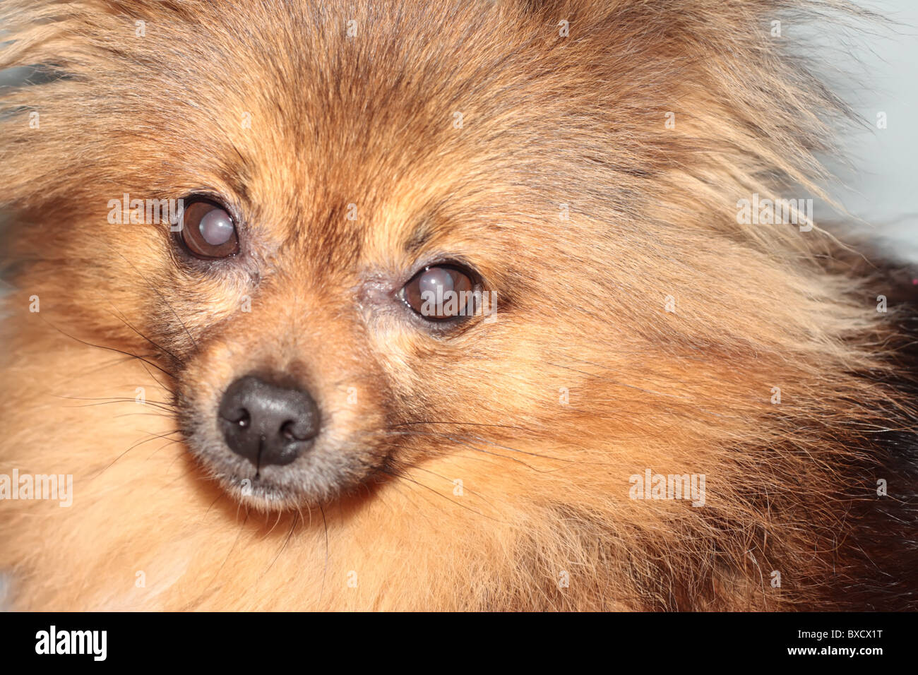 Pomeranians hi-res stock photography and images - Alamy