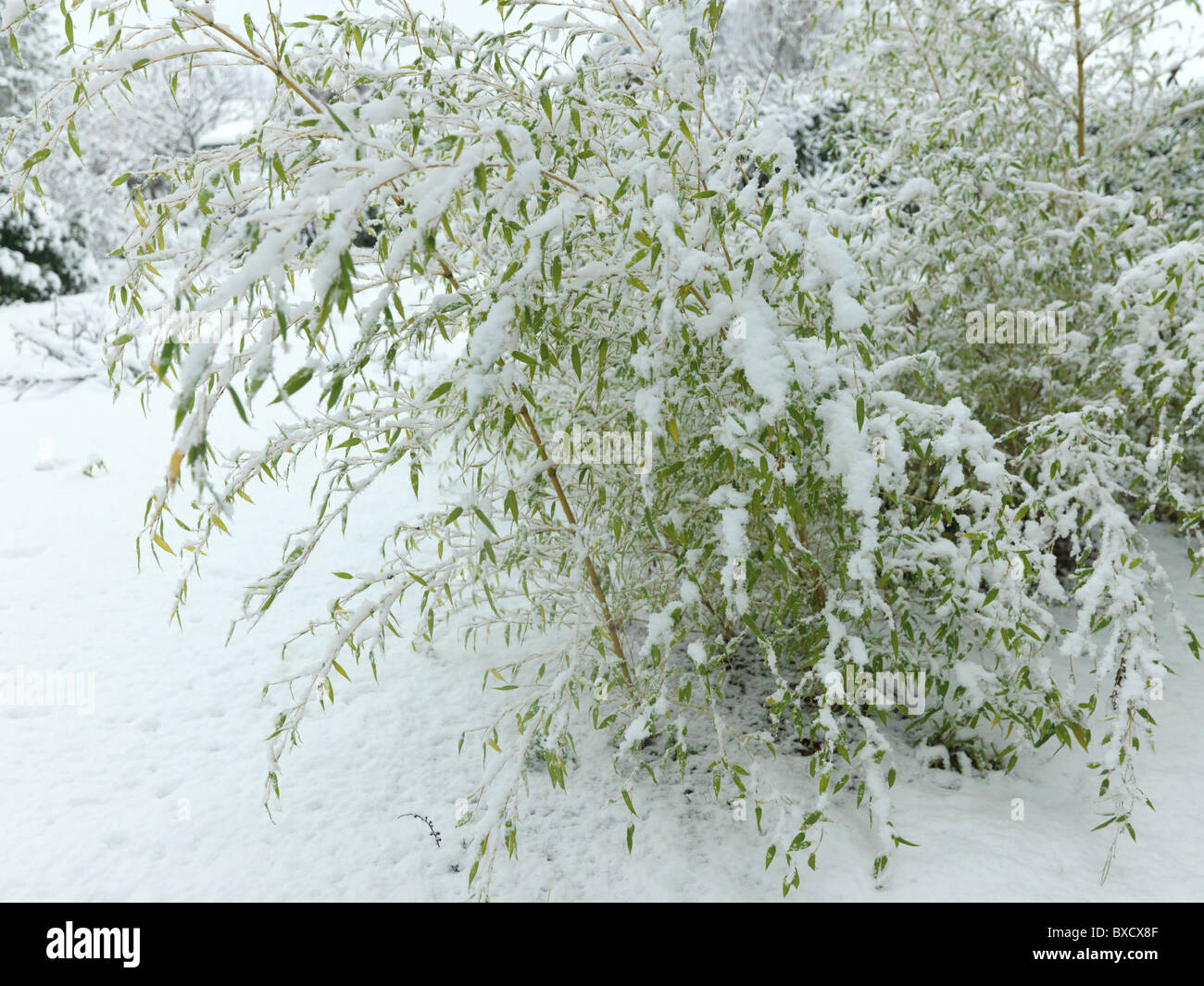 Bushes In The Snow During Winter Stock Photo - Alamy