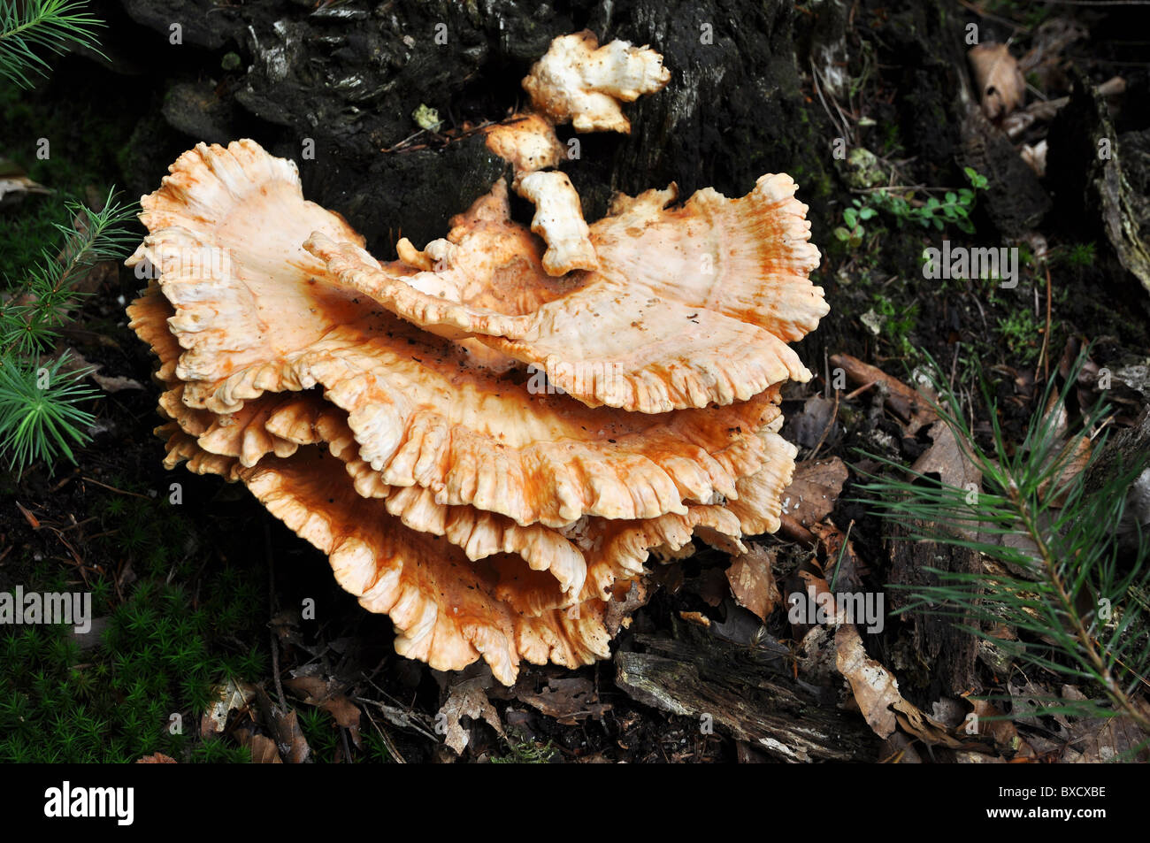 Big bracket fungus on hi-res stock photography and images - Alamy