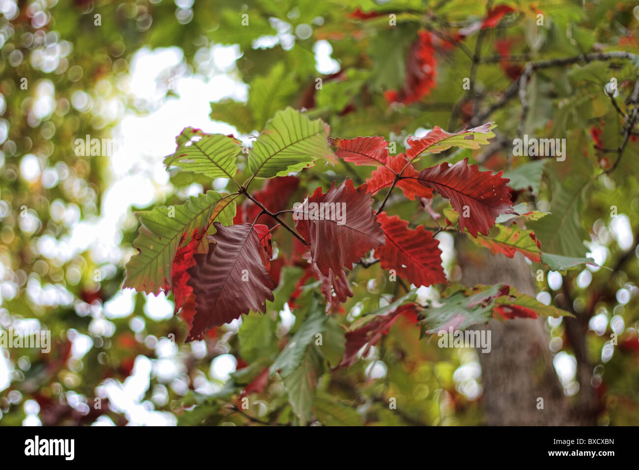 Hints of red and yellow leaves forming on a tree in early fall Stock ...