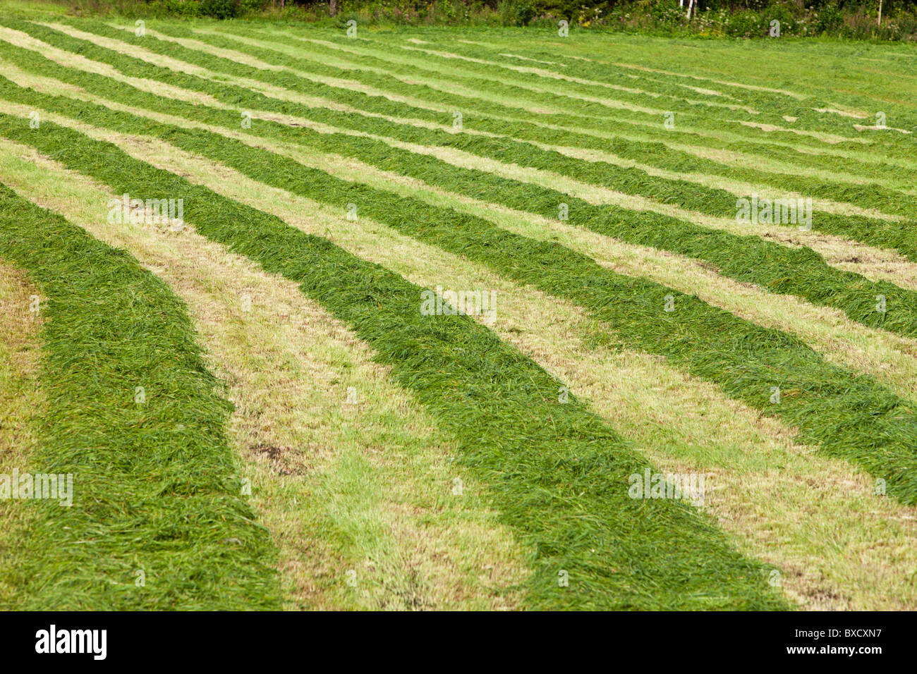 Rows of freshly cut green grass for animal feeding lying at the field ...