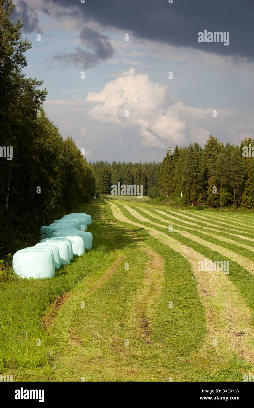 Rows of grass silage waiting to be baled or collected hi-res stock ...