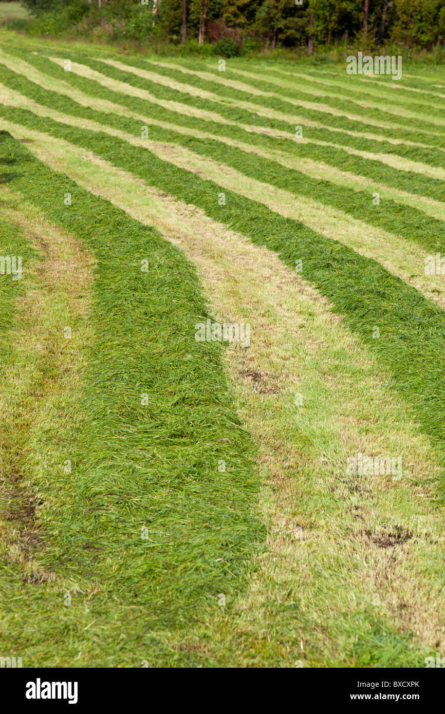 Rows of grass silage waiting to be baled or collected hi-res stock ...