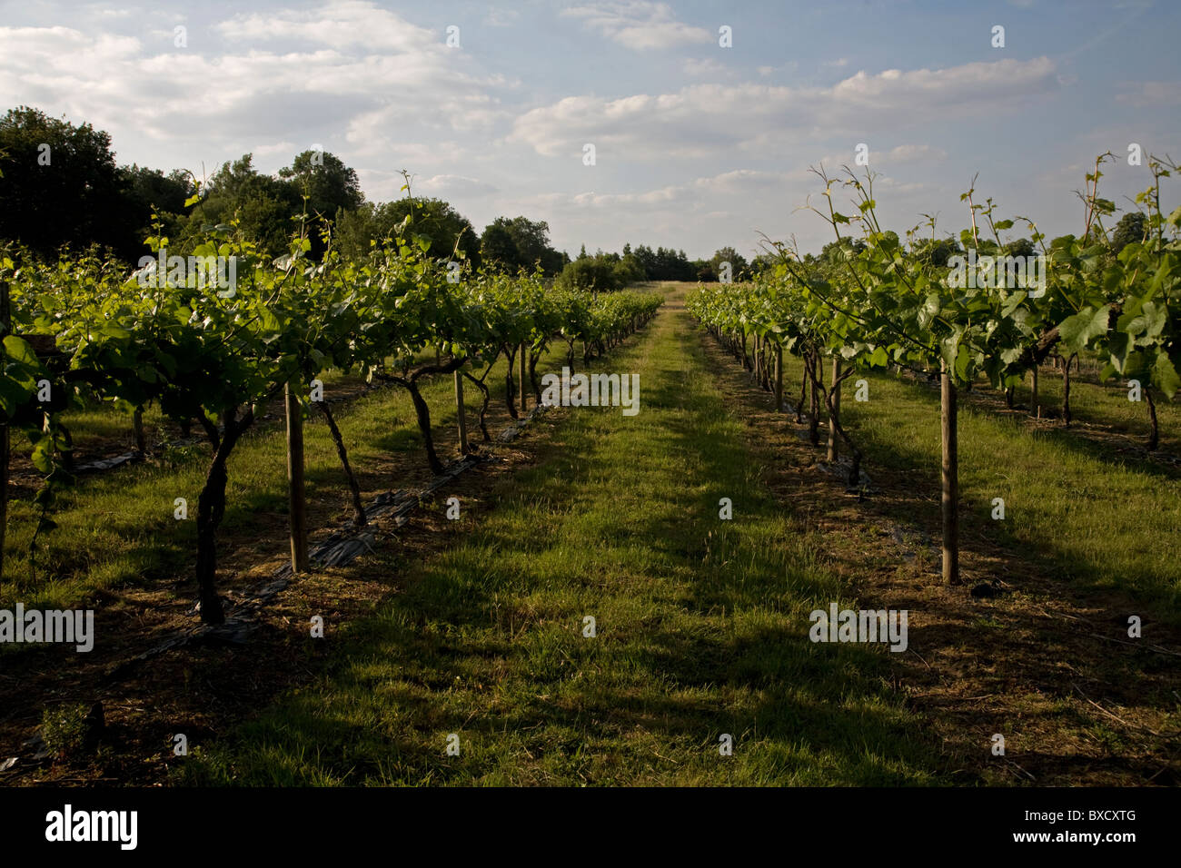 Thorncroft Vineyard North Downs Leatherhead Surrey England Stock Photo ...