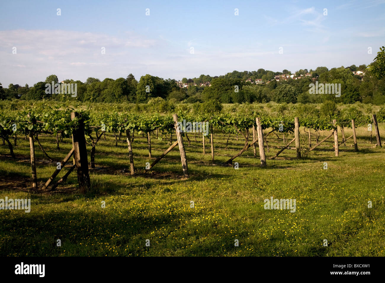 Thorncroft hi-res stock photography and images - Alamy