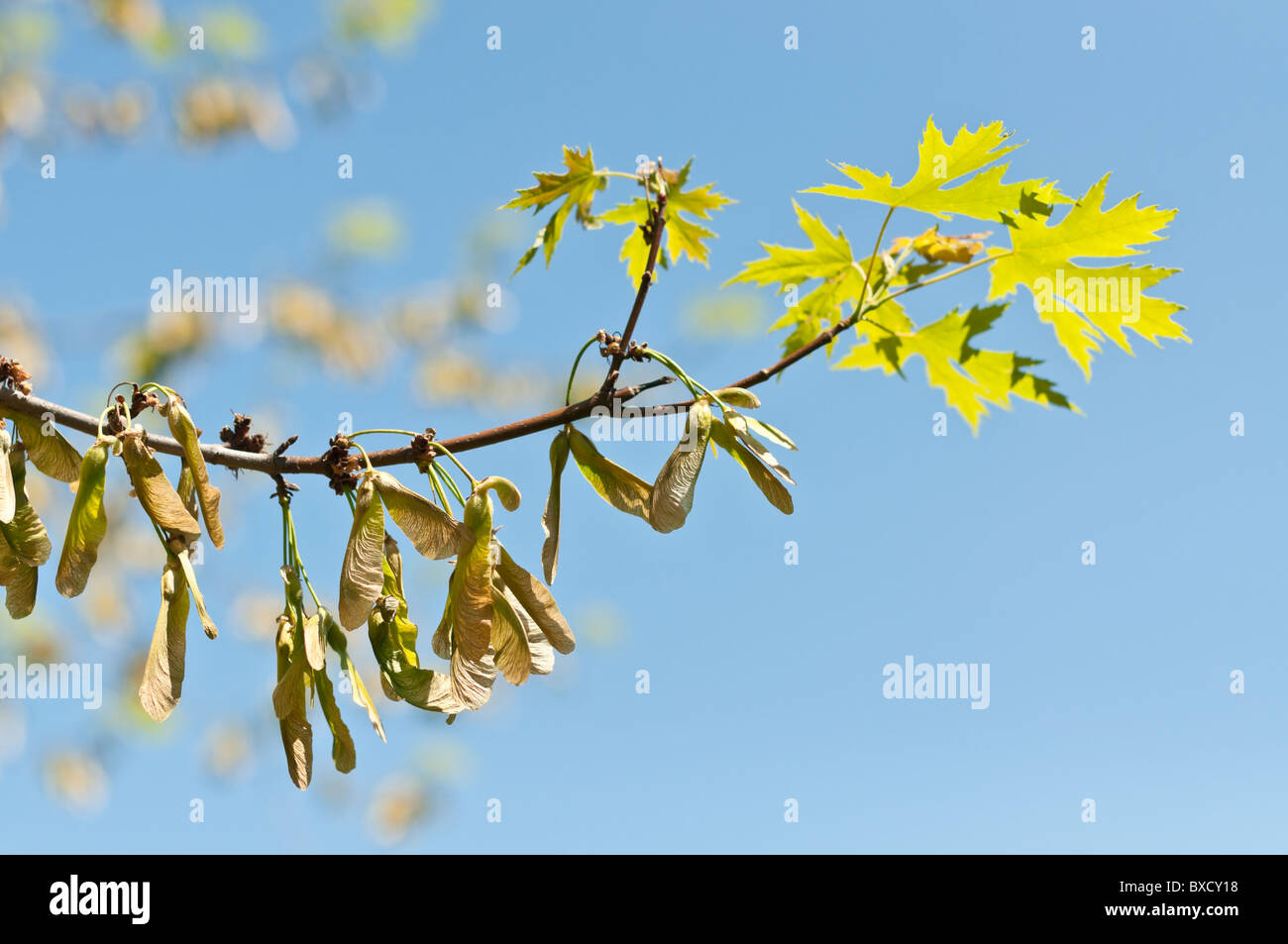Keys on maple tree hi-res stock photography and images - Alamy