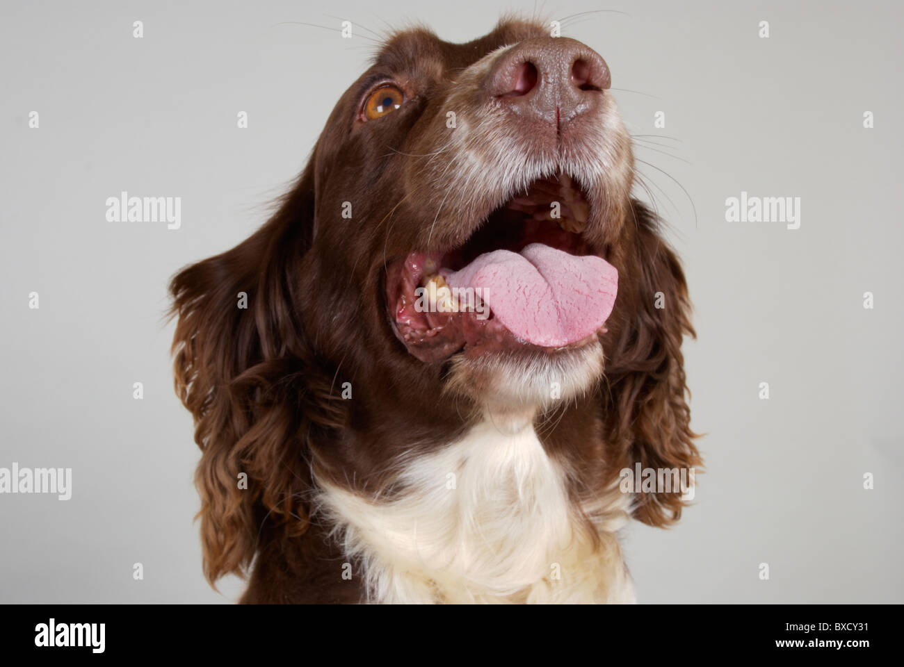 English springer spaniel (a working gun dog Stock Photo - Alamy
