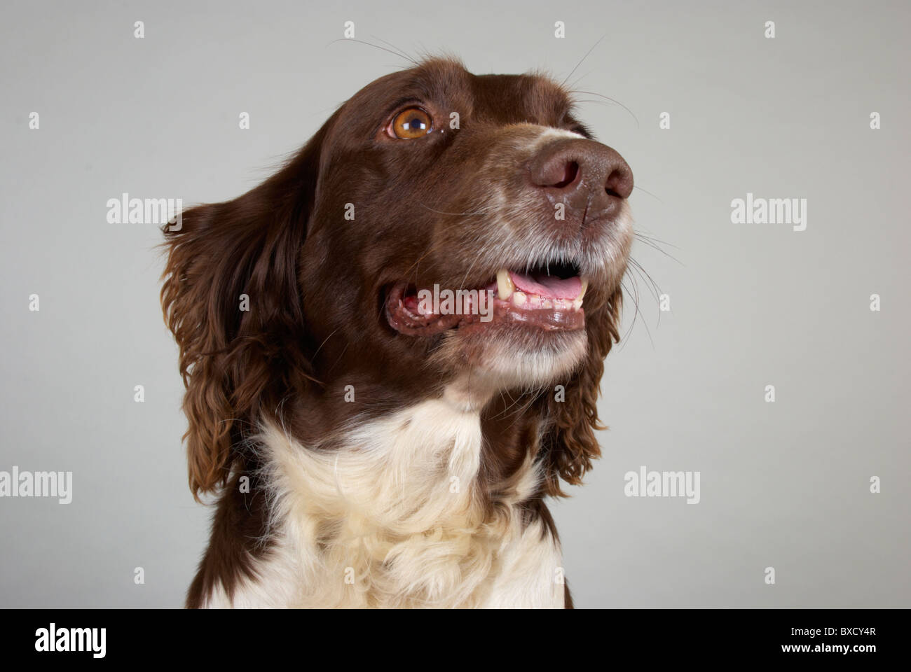 English springer spaniel (a working gun dog Stock Photo - Alamy