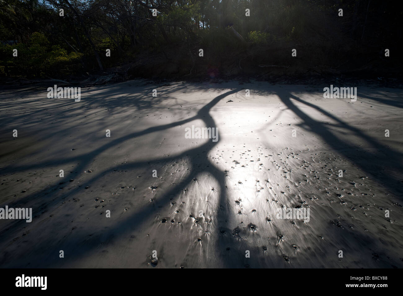 Shadows cast by trees on the sand Stock Photo - Alamy