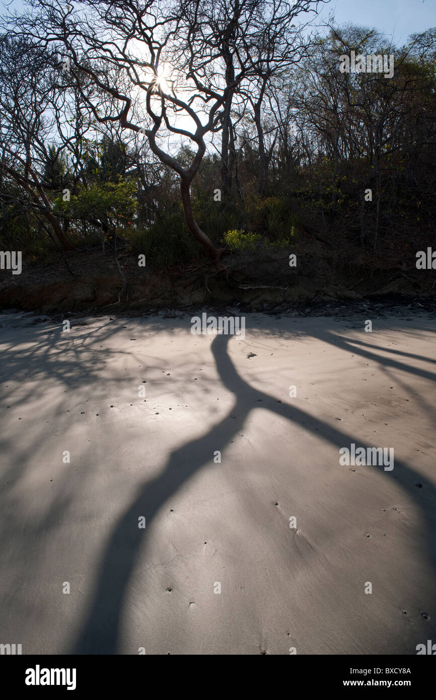 Shadows cast by trees on the sand Stock Photo - Alamy