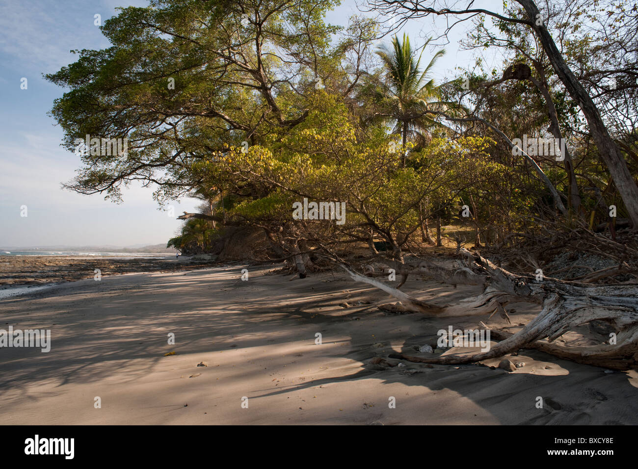 Beach and treeline Costa Rica Stock Photo - Alamy