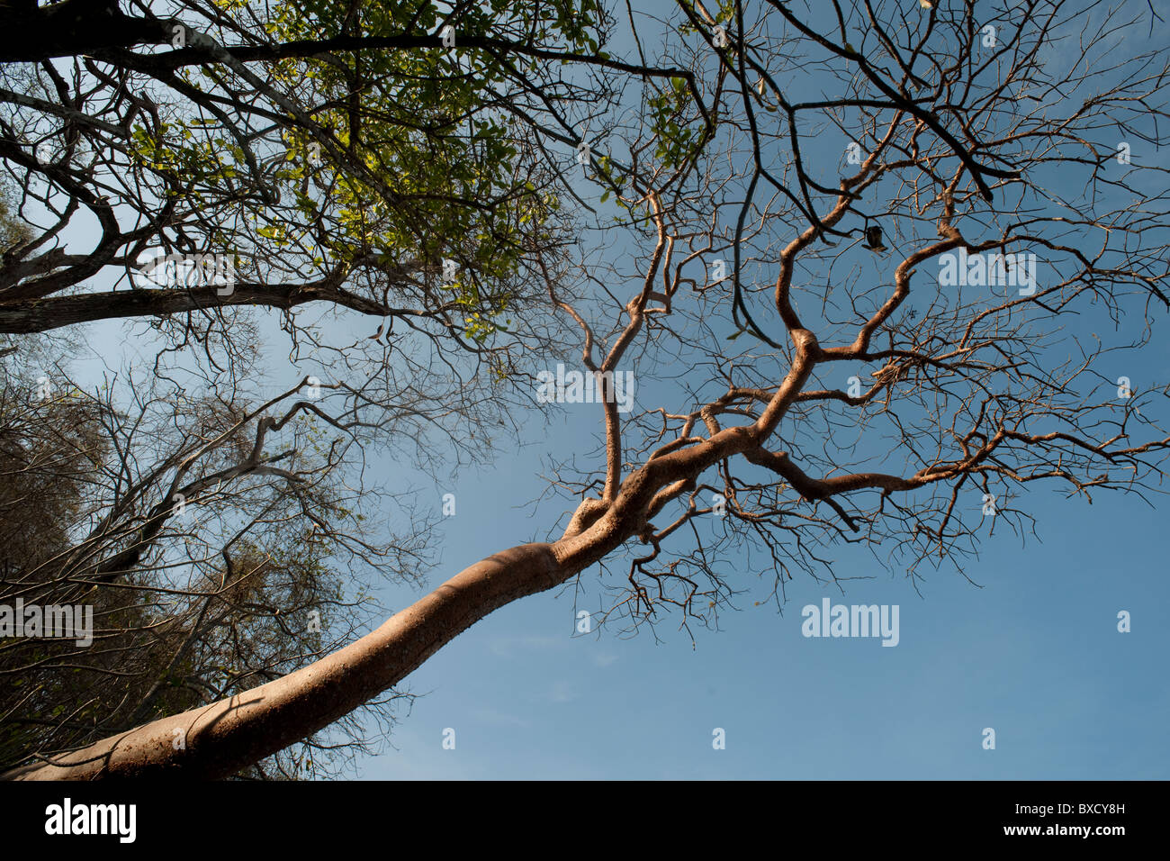 Tree tops in Costa Rica Stock Photo - Alamy