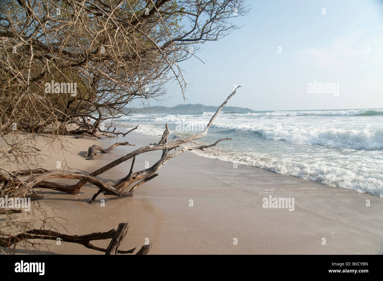 Edge of the forest at the beach with driftwood on the sand Stock Photo ...