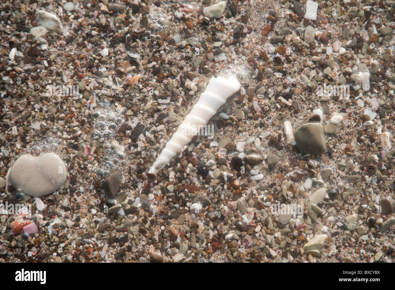 Auger seashell on a pebble beach looking like a unicorn horn Stock ...