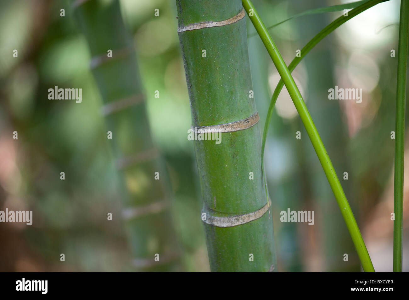 Tropical green jungle bamboo stalks Stock Photo - Alamy