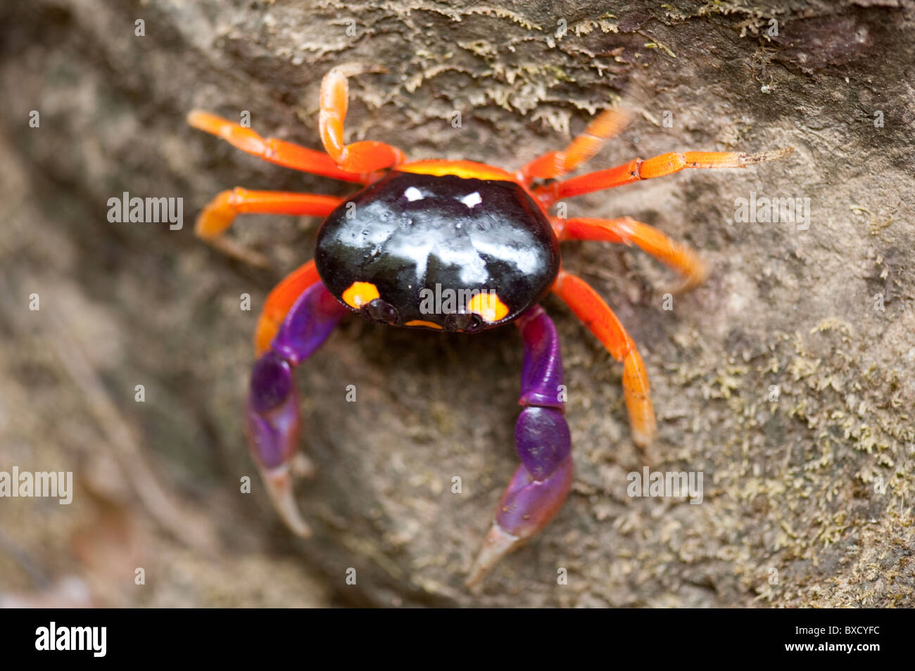 Halloween or Harlequin Crab on the beach with purple claws and orange ...